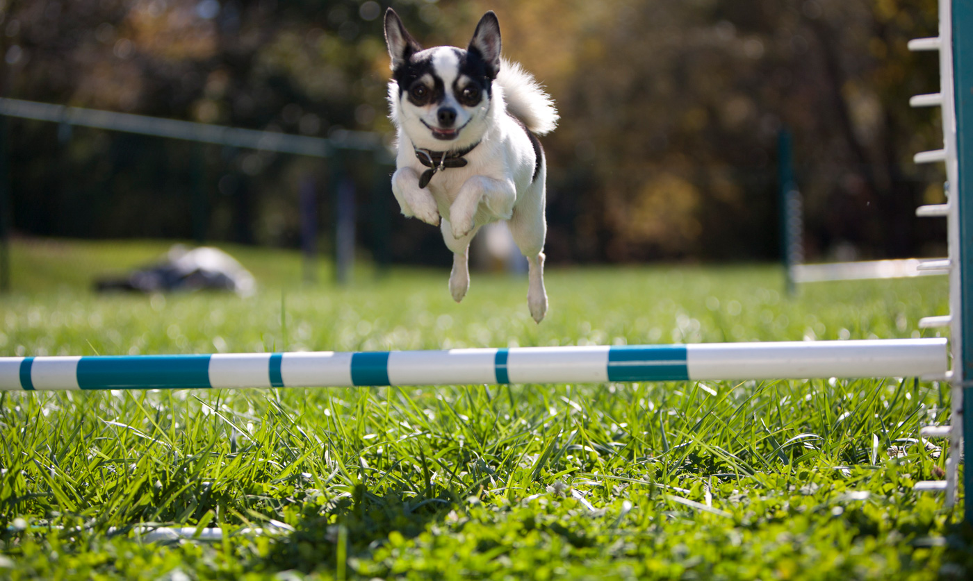 paws-private-lessons-hero | Paws4ever