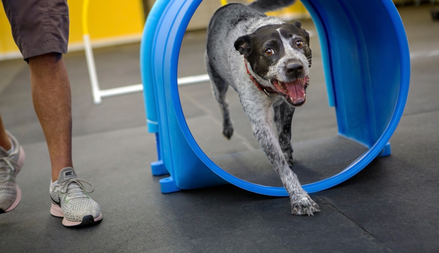 scheduling | Paws4ever