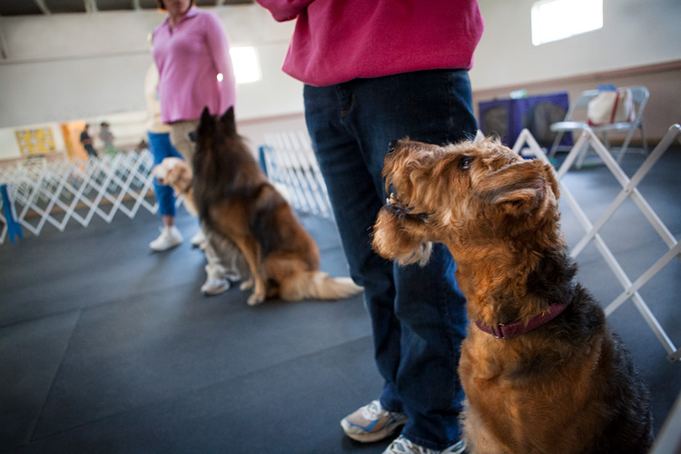 volunteer02 | Paws4ever