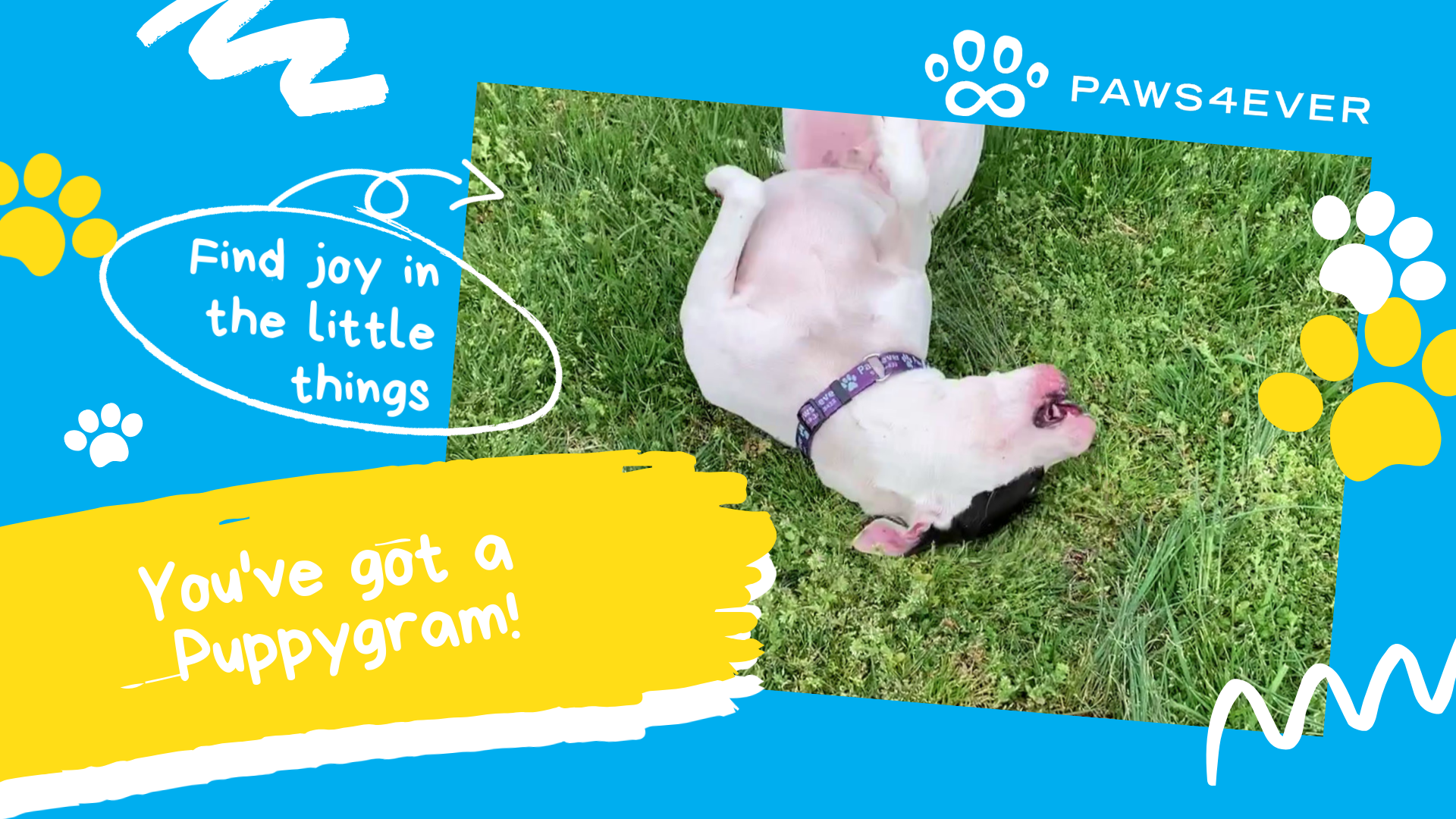 Puppygram preview image | Paws4ever
