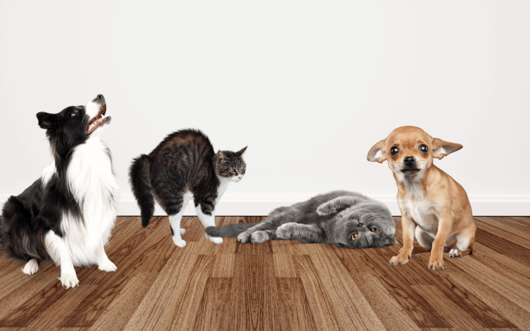 animal body language (1) | Paws4ever