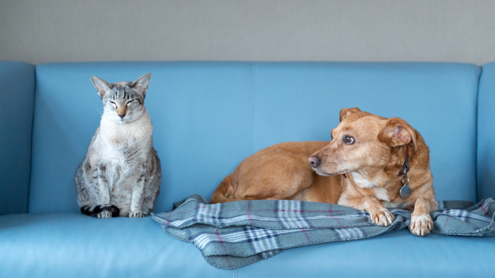 Introducing a New Pet | Paws4ever