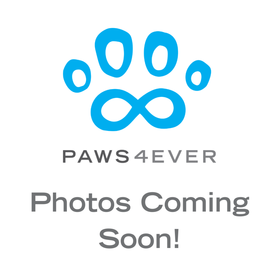 Paws4ever