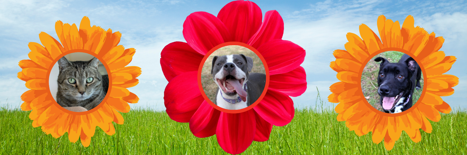 Meet Our Adoptable Pets | Paws4ever