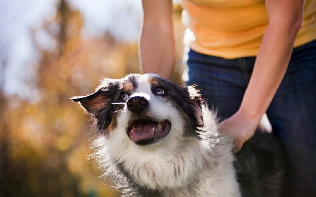 Paws4ever Dog Horizontal | Paws4ever