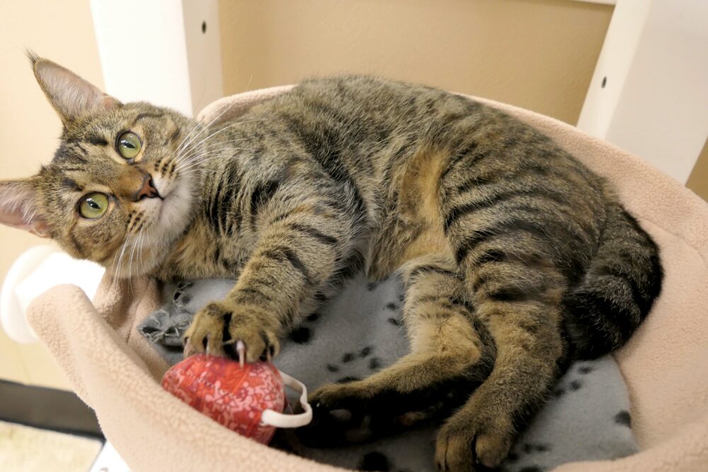 Pretty Girl 20_KS | Paws4ever