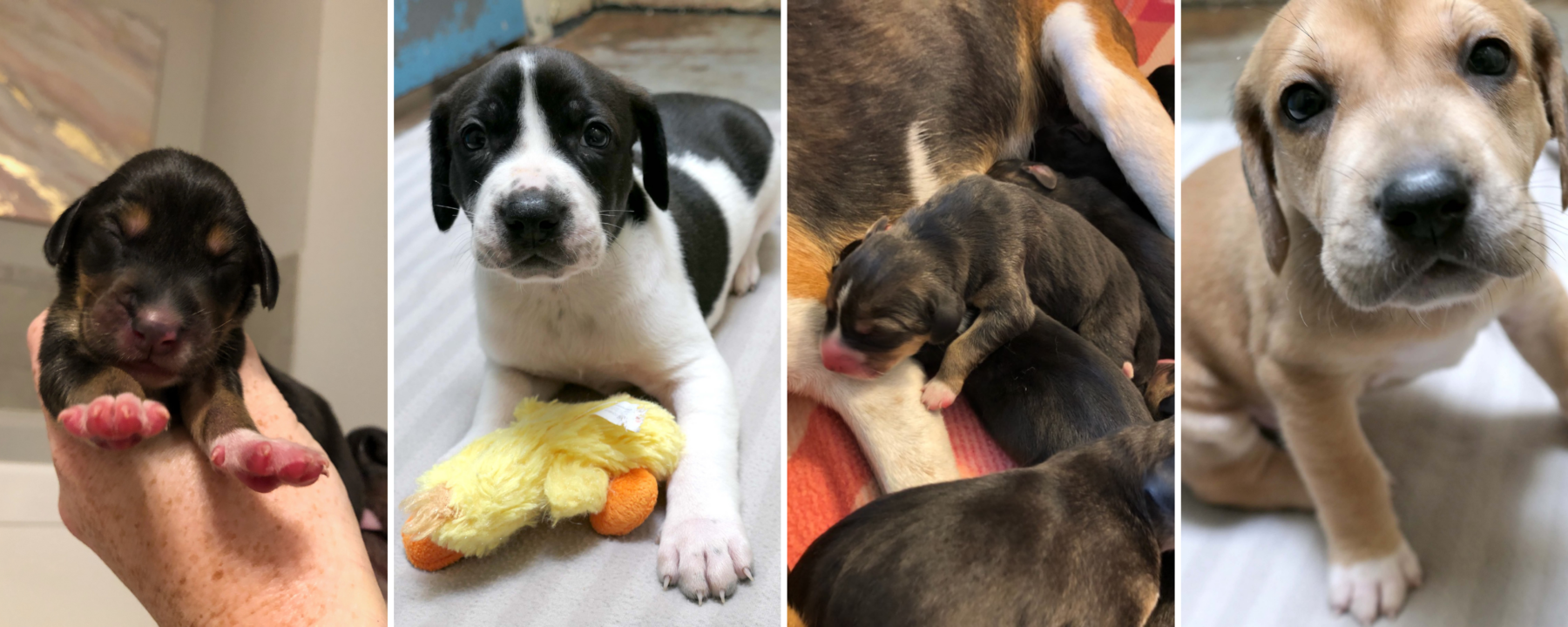 Feed the Puppies | Paws4ever