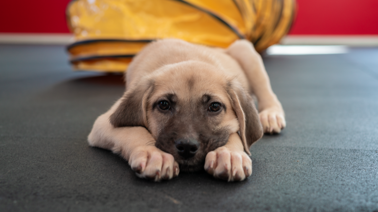 Puppy Bowl | Paws4ever