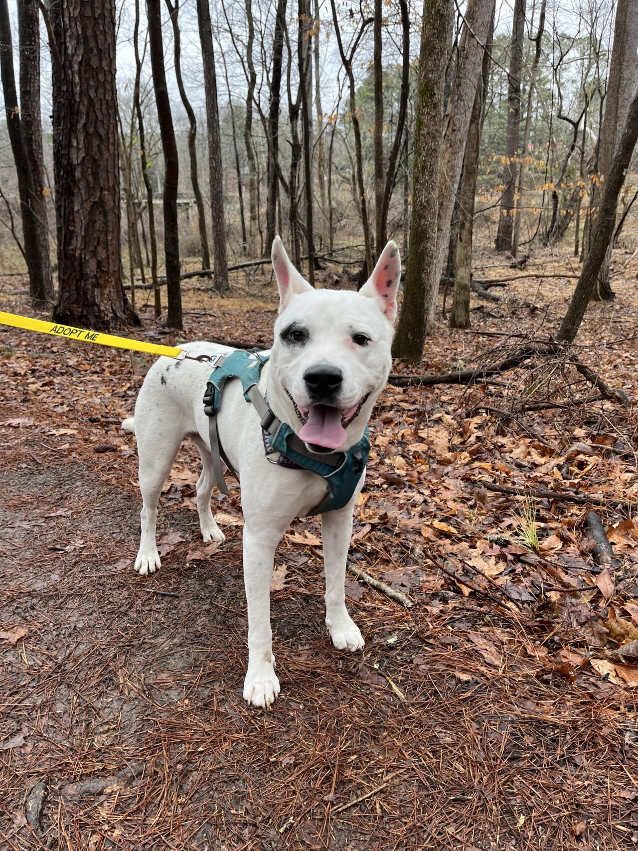 Meet Our Adoptable Pets | Paws4ever