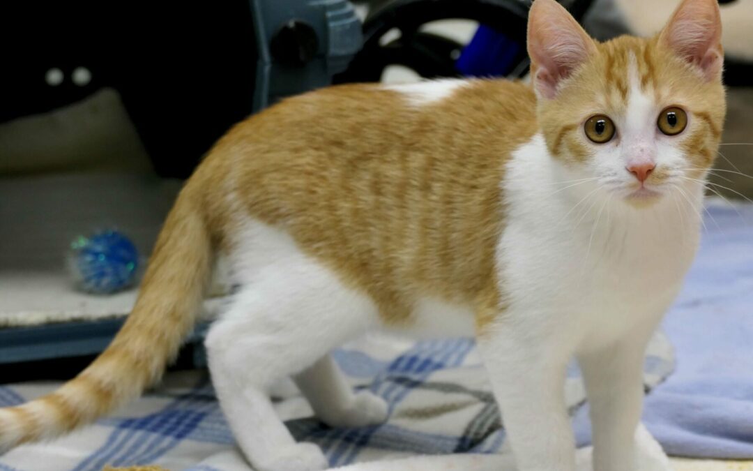 Tigger 2_KS | Paws4ever