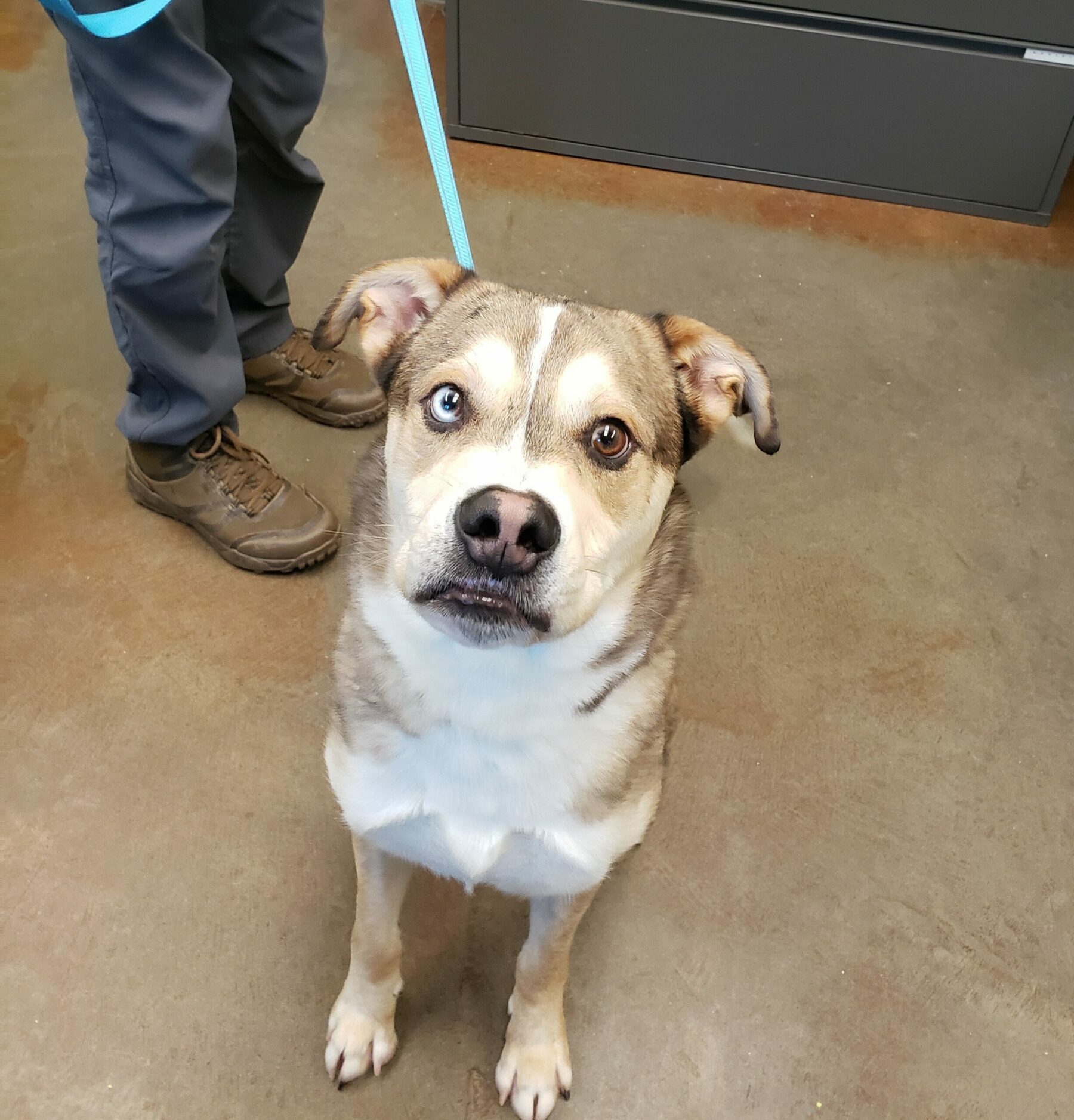 20231101_122611 | Paws4ever