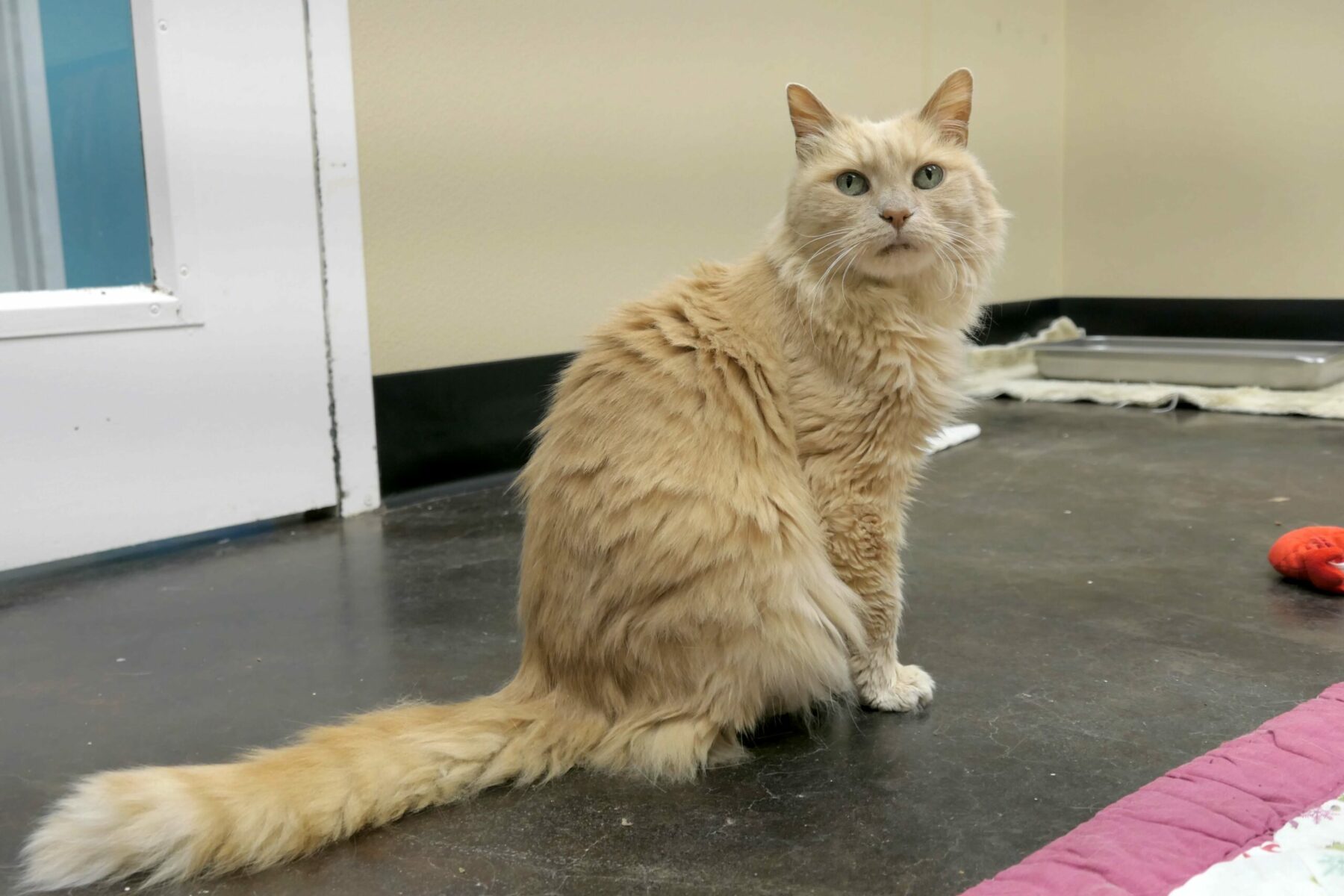 Buffy 5_KS | Paws4ever