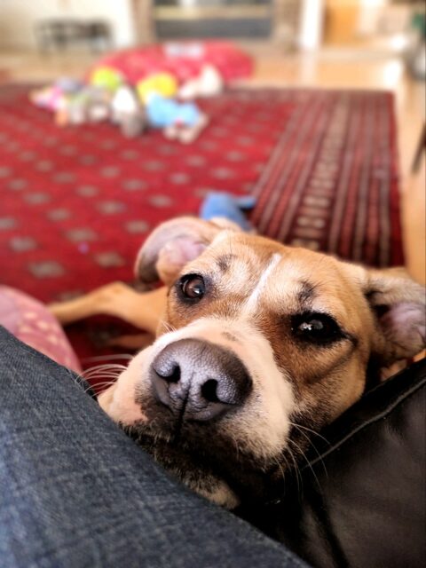 Meet Our Adoptable Pets | Paws4ever