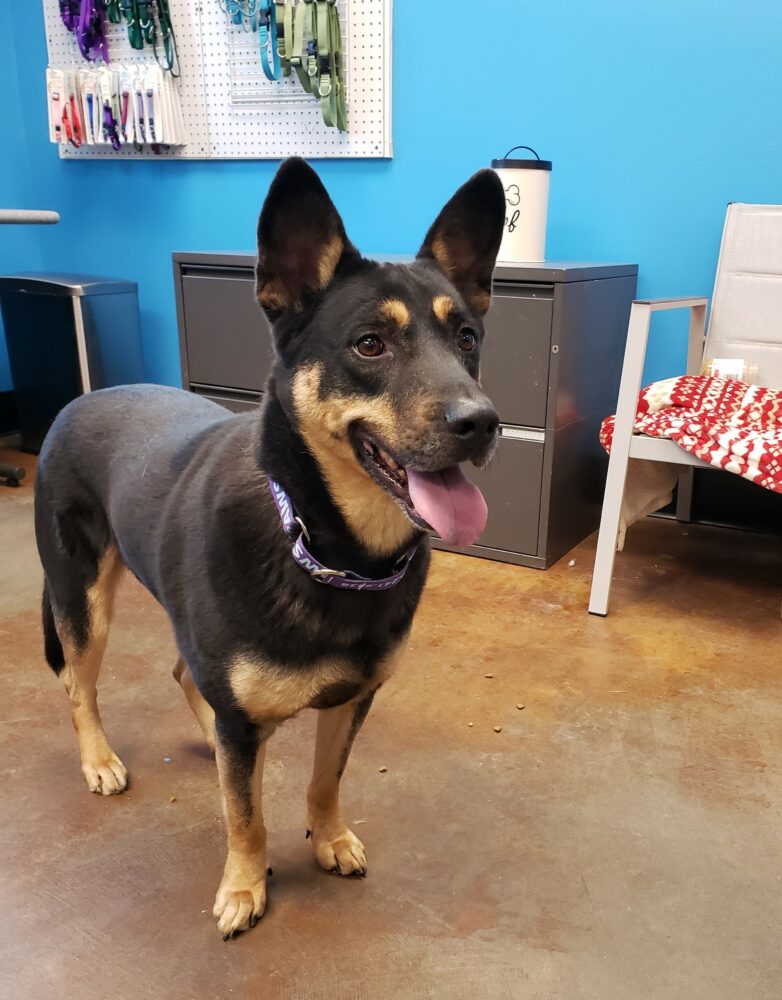 20231208_112925 | Paws4ever