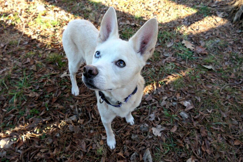 Meet Our Adoptable Pets | Paws4ever