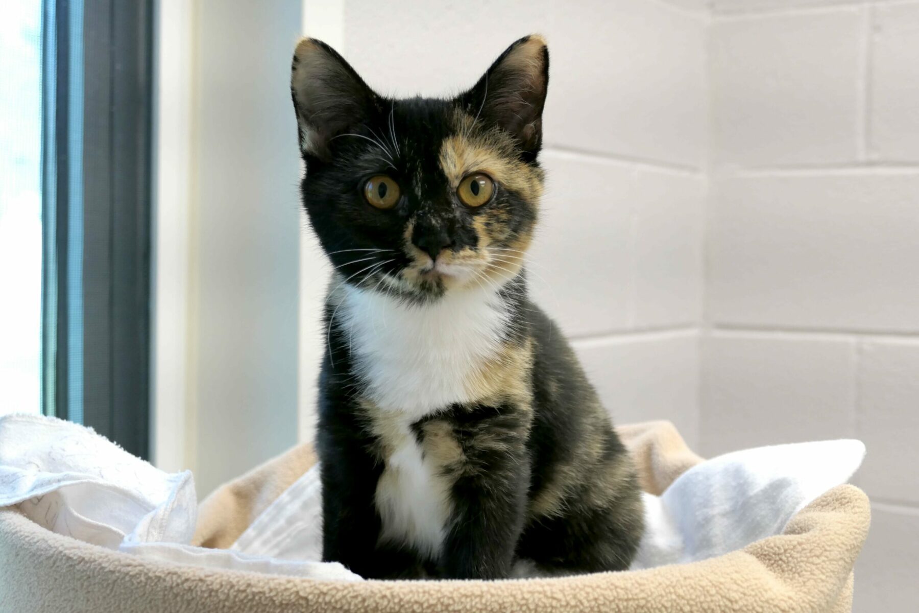 Meet Our Adoptable Pets | Paws4ever