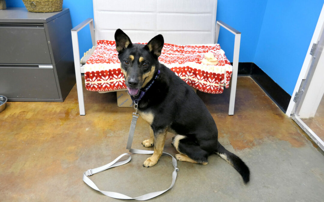 Jax 1_KS | Paws4ever