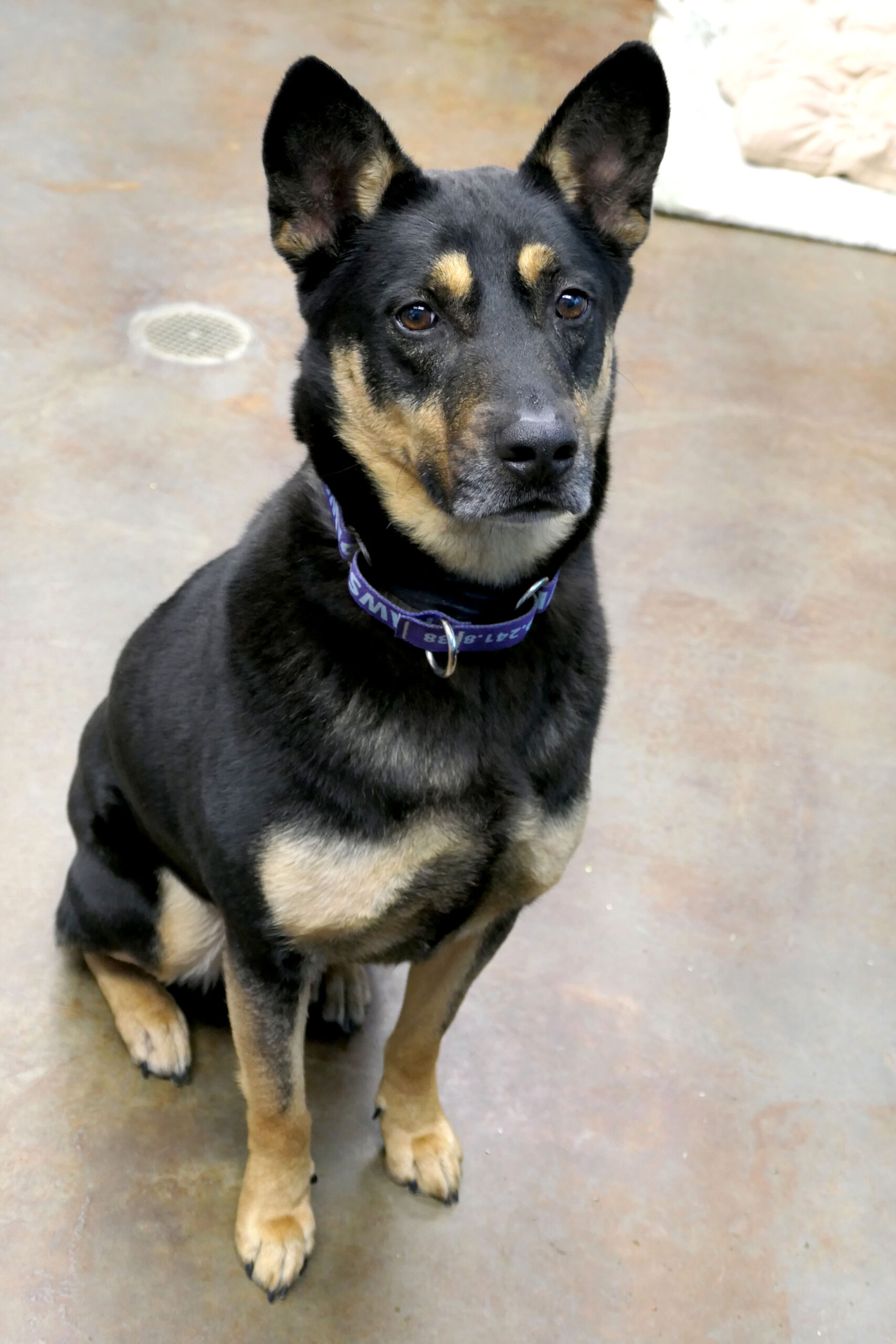 Jax 8_KS | Paws4ever