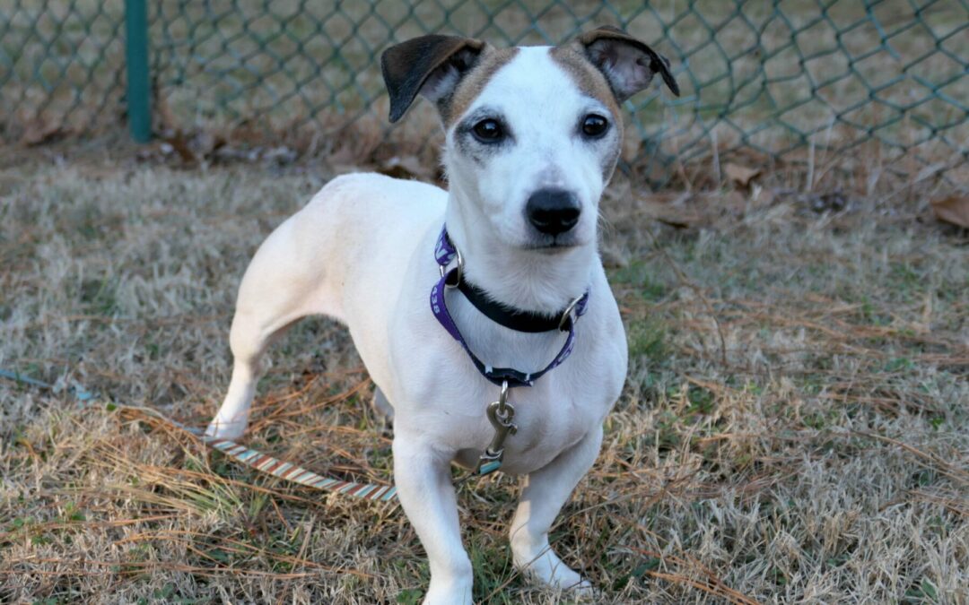 Larry 6_KS | Paws4ever