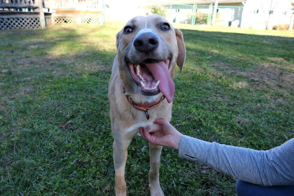 Meet Our Adoptable Pets | Paws4ever