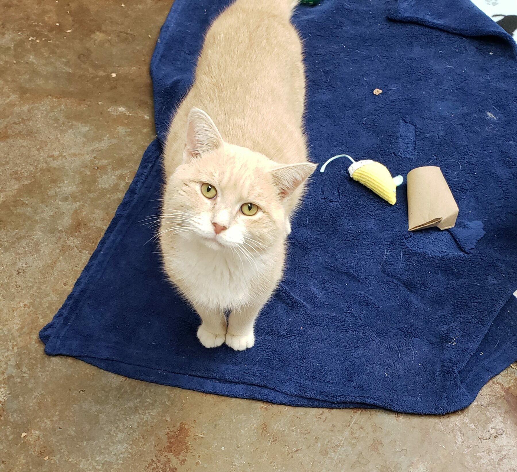 Meet Our Adoptable Pets | Paws4ever