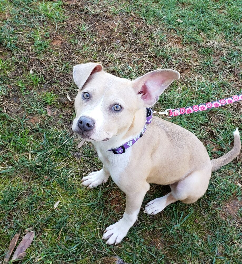 20240202_135616 | Paws4ever