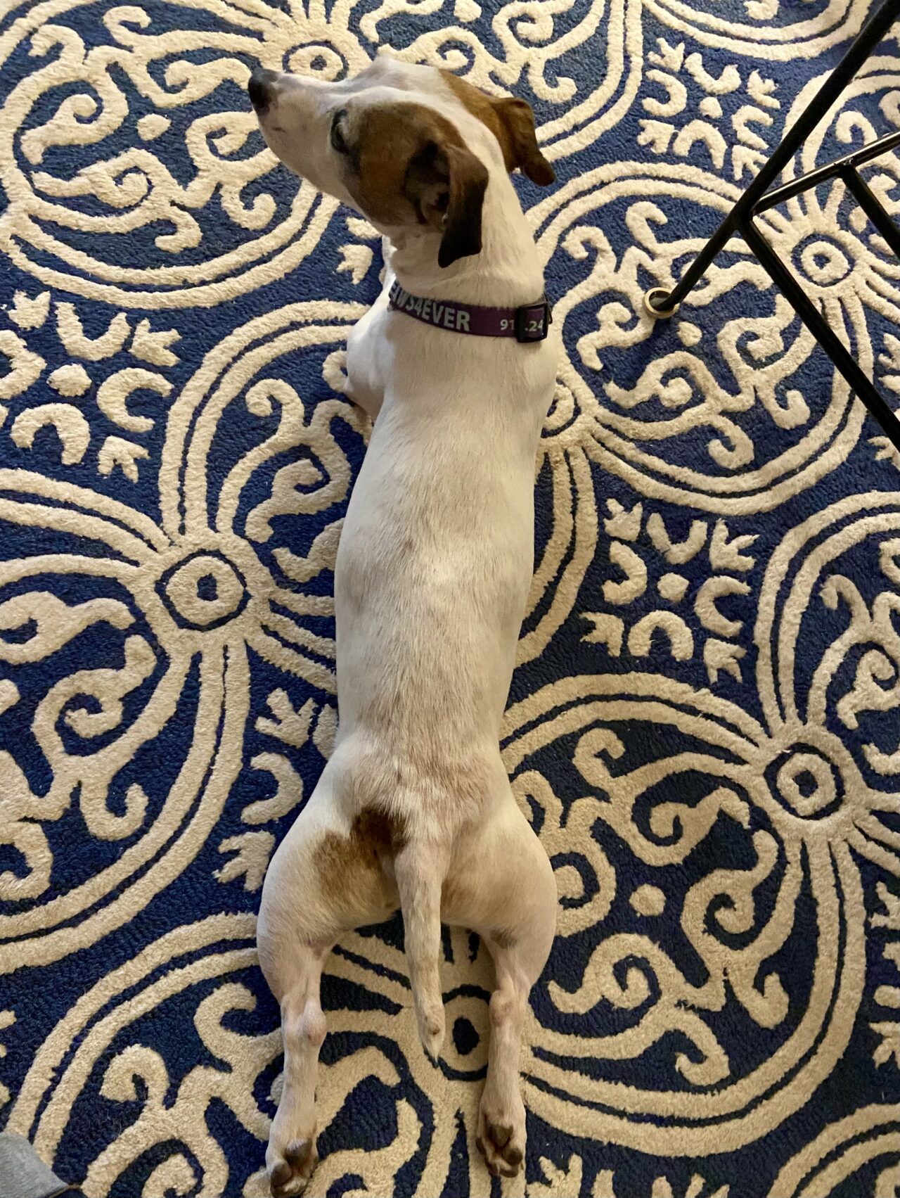 Doggie Day Out | Paws4ever