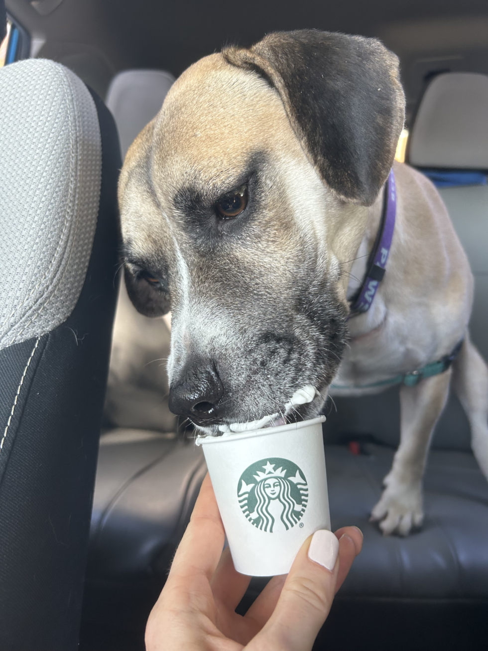 Doggie Day Out | Paws4ever