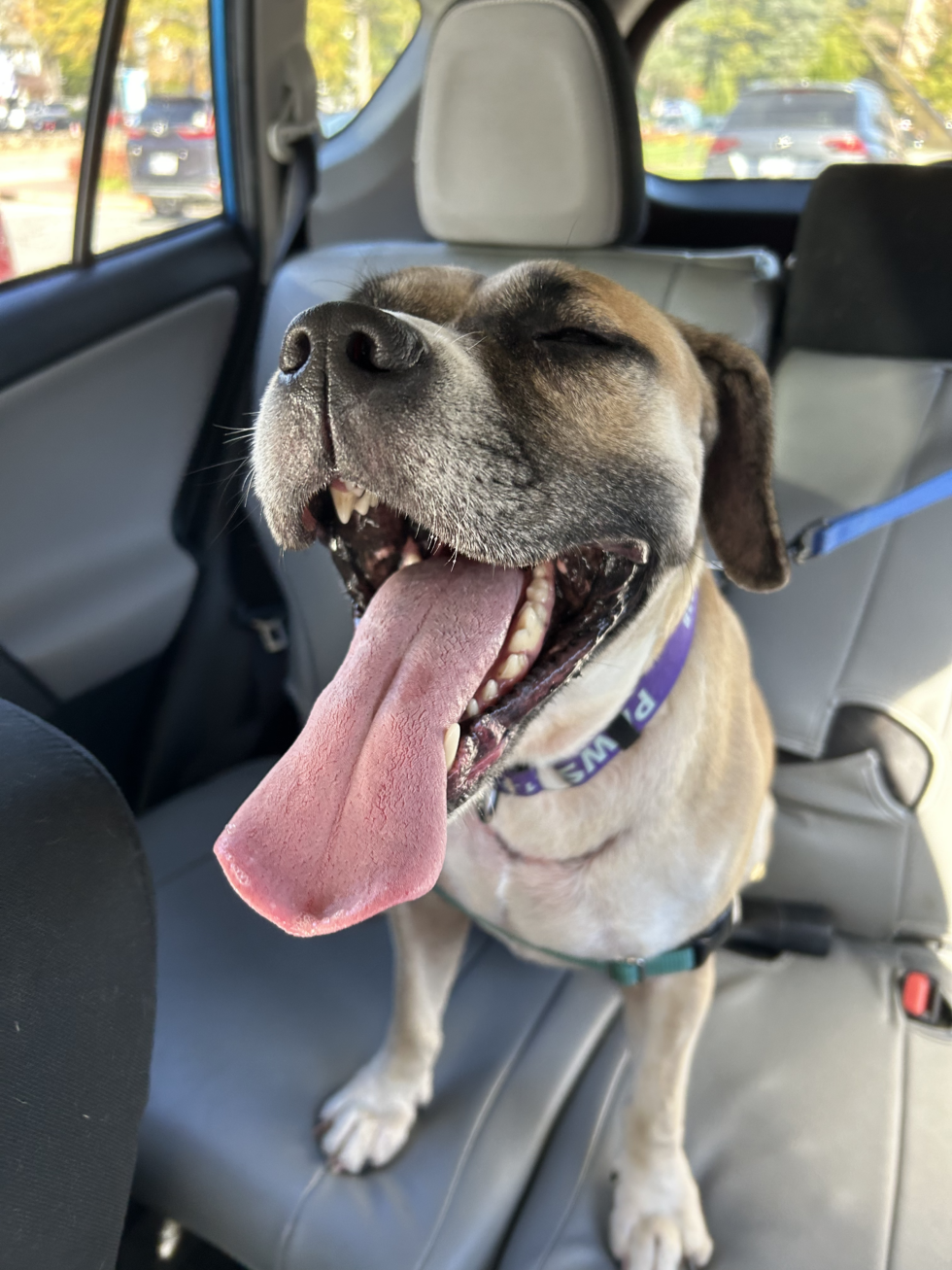 Doggie Day Out | Paws4ever
