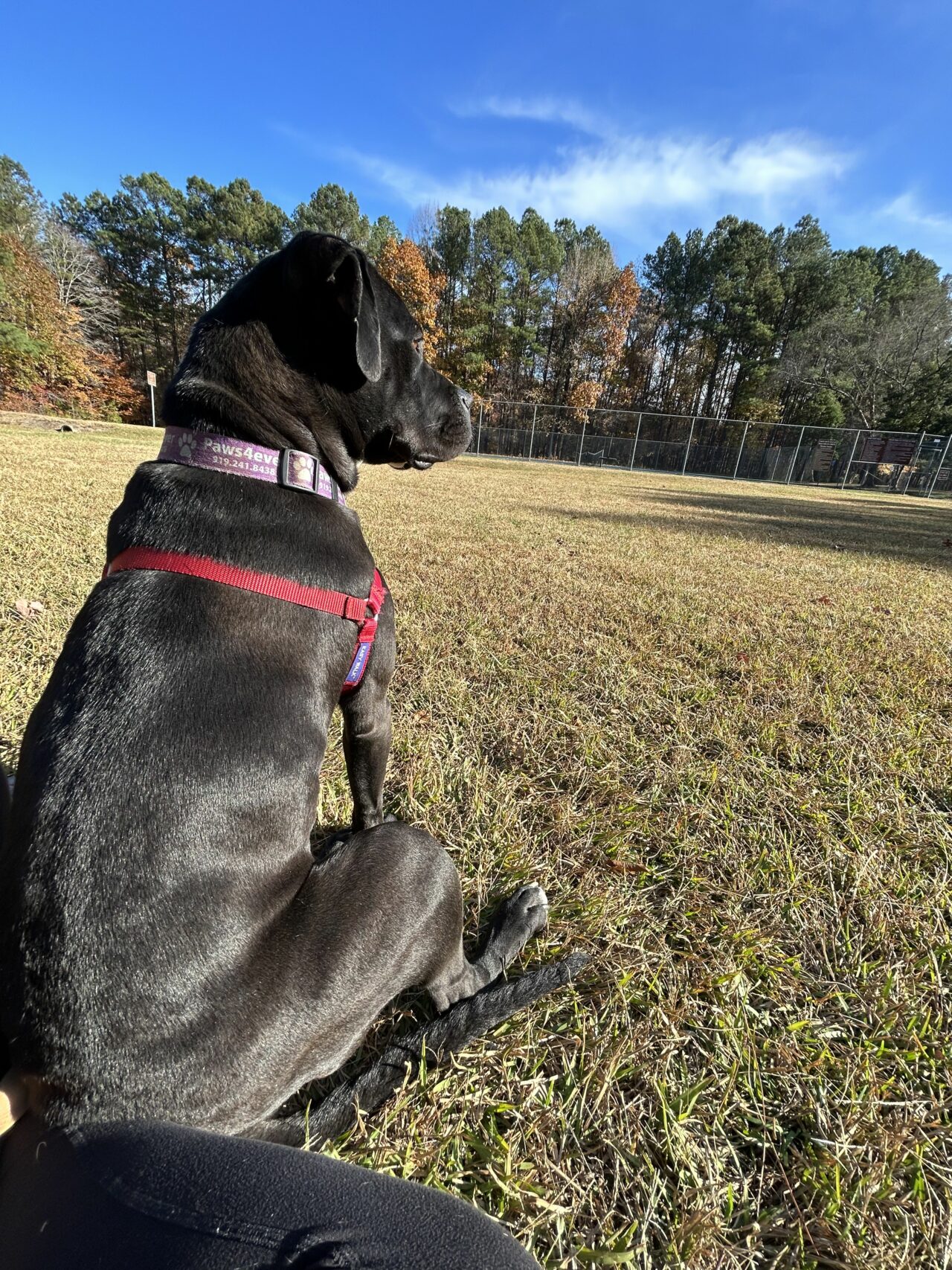 Doggie Day Out | Paws4ever