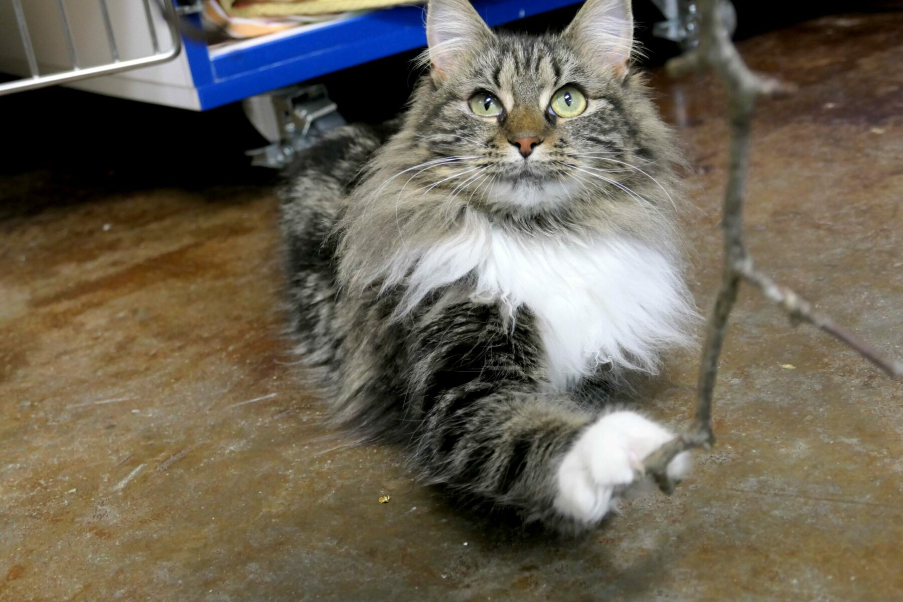 Penny 7_KS | Paws4ever