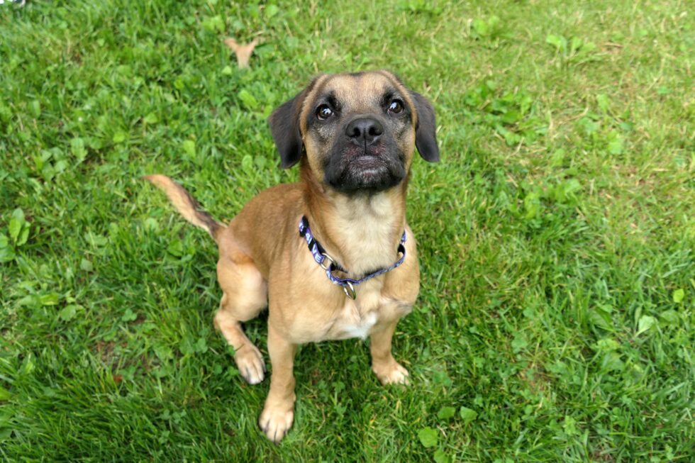 Meet Our Adoptable Pets | Paws4ever