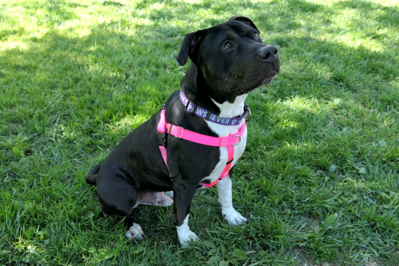 Meet Our Adoptable Pets | Paws4ever