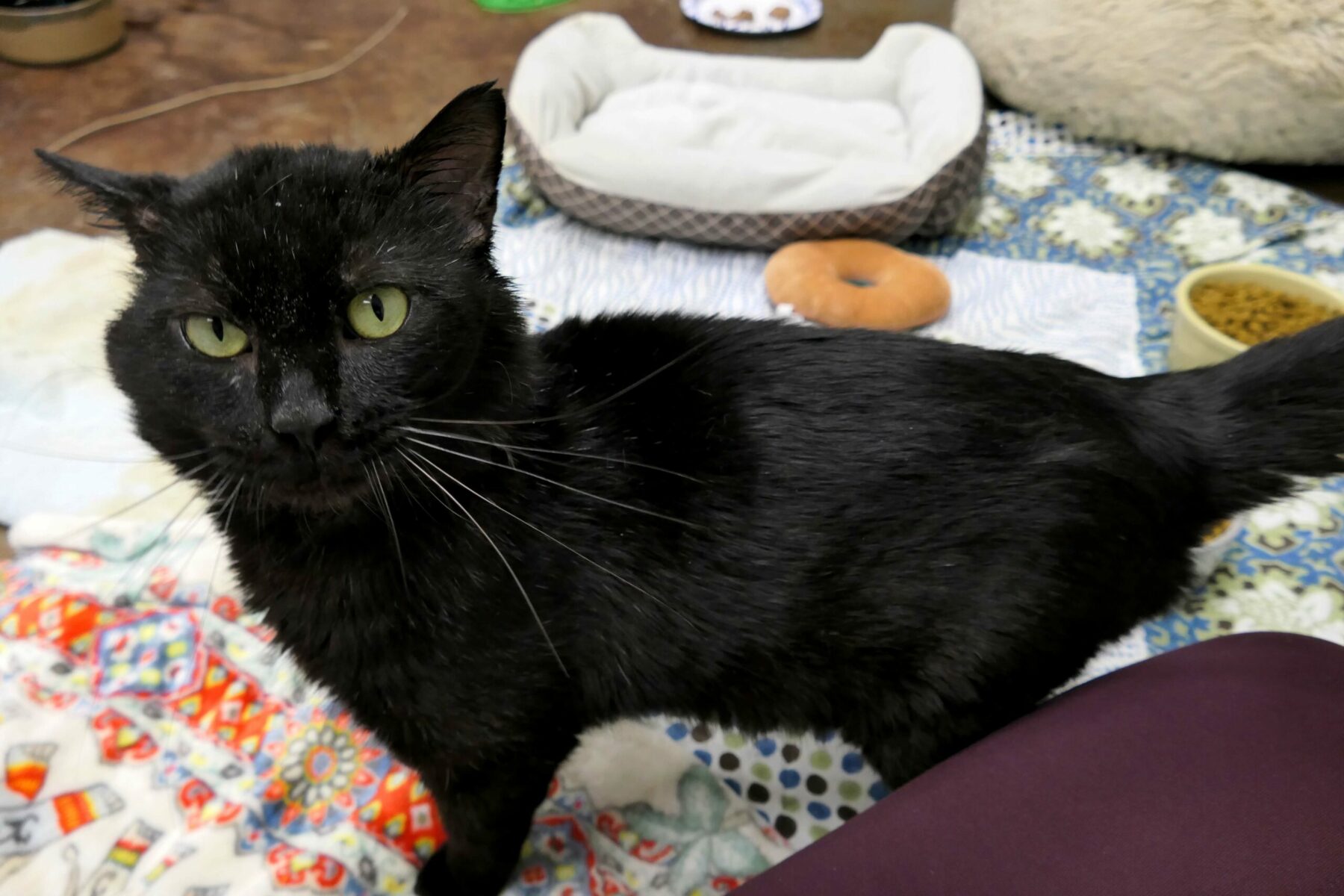 Meet Our Adoptable Pets | Paws4ever