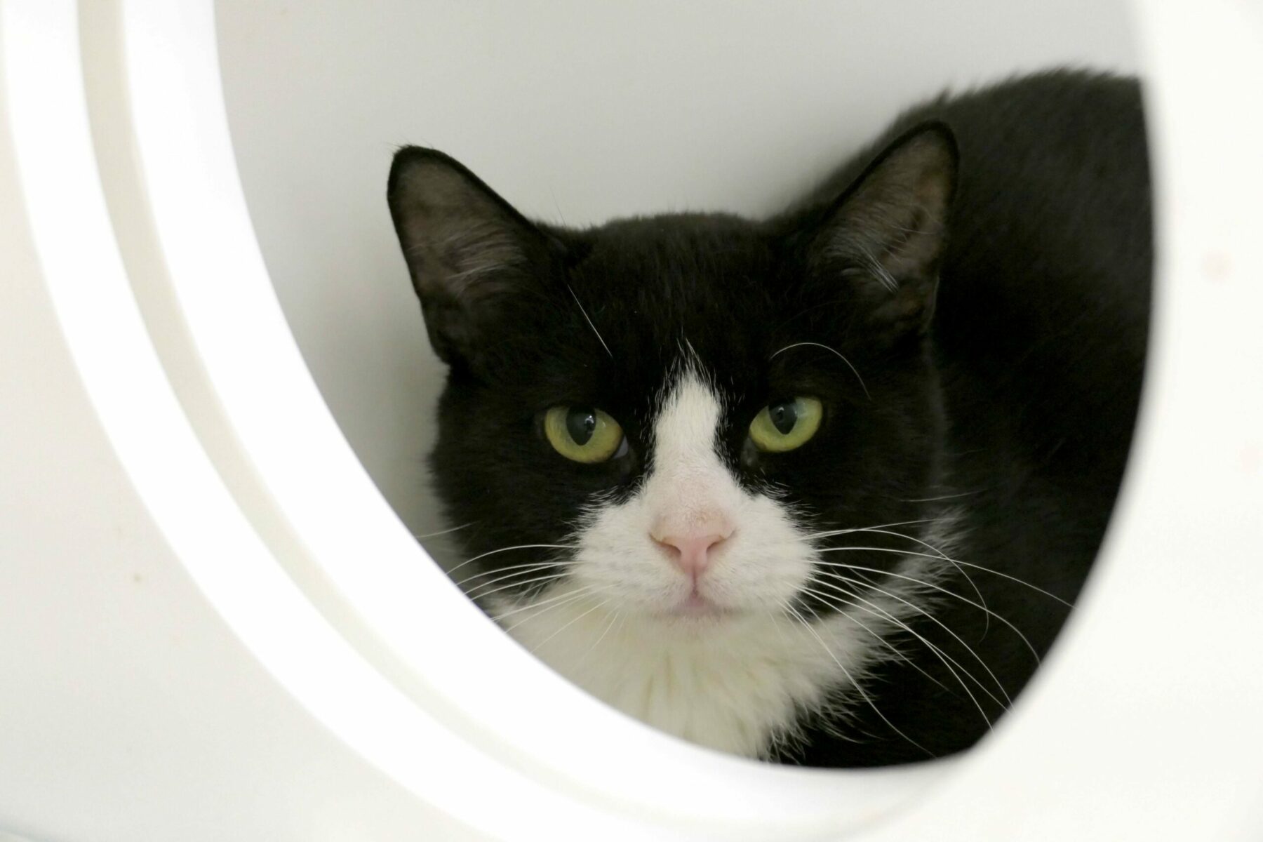 Meet Our Adoptable Pets | Paws4ever