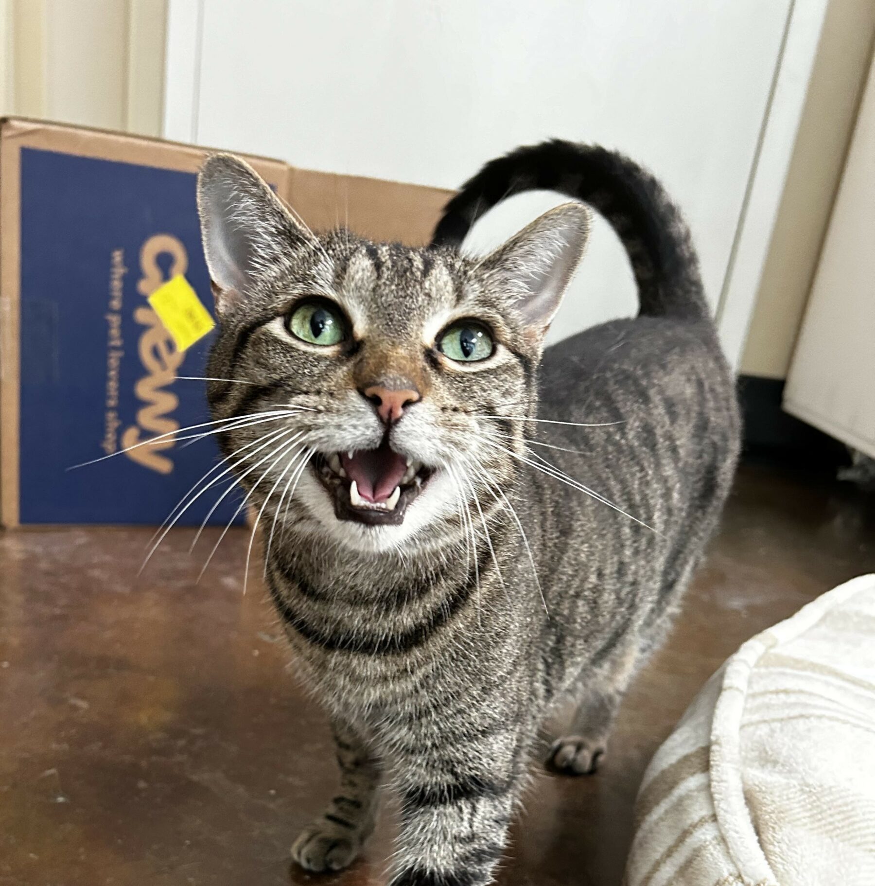 Meet Our Adoptable Pets | Paws4ever