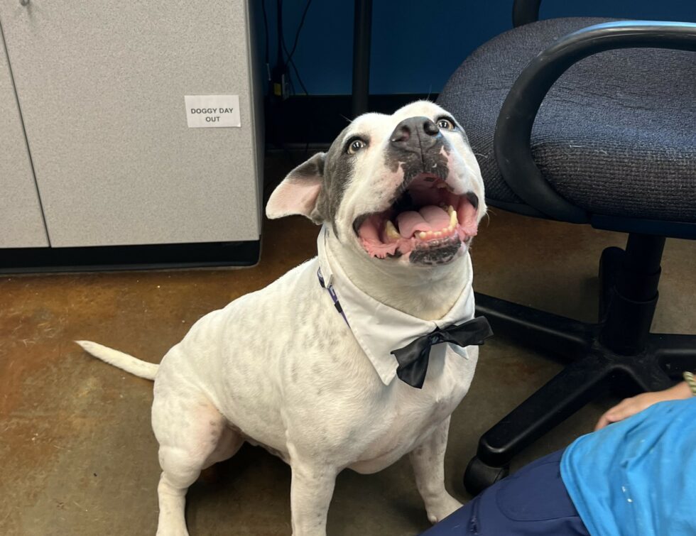 Meet Our Adoptable Pets | Paws4ever