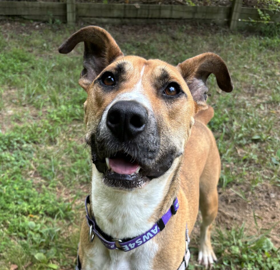 Meet Our Adoptable Pets | Paws4ever