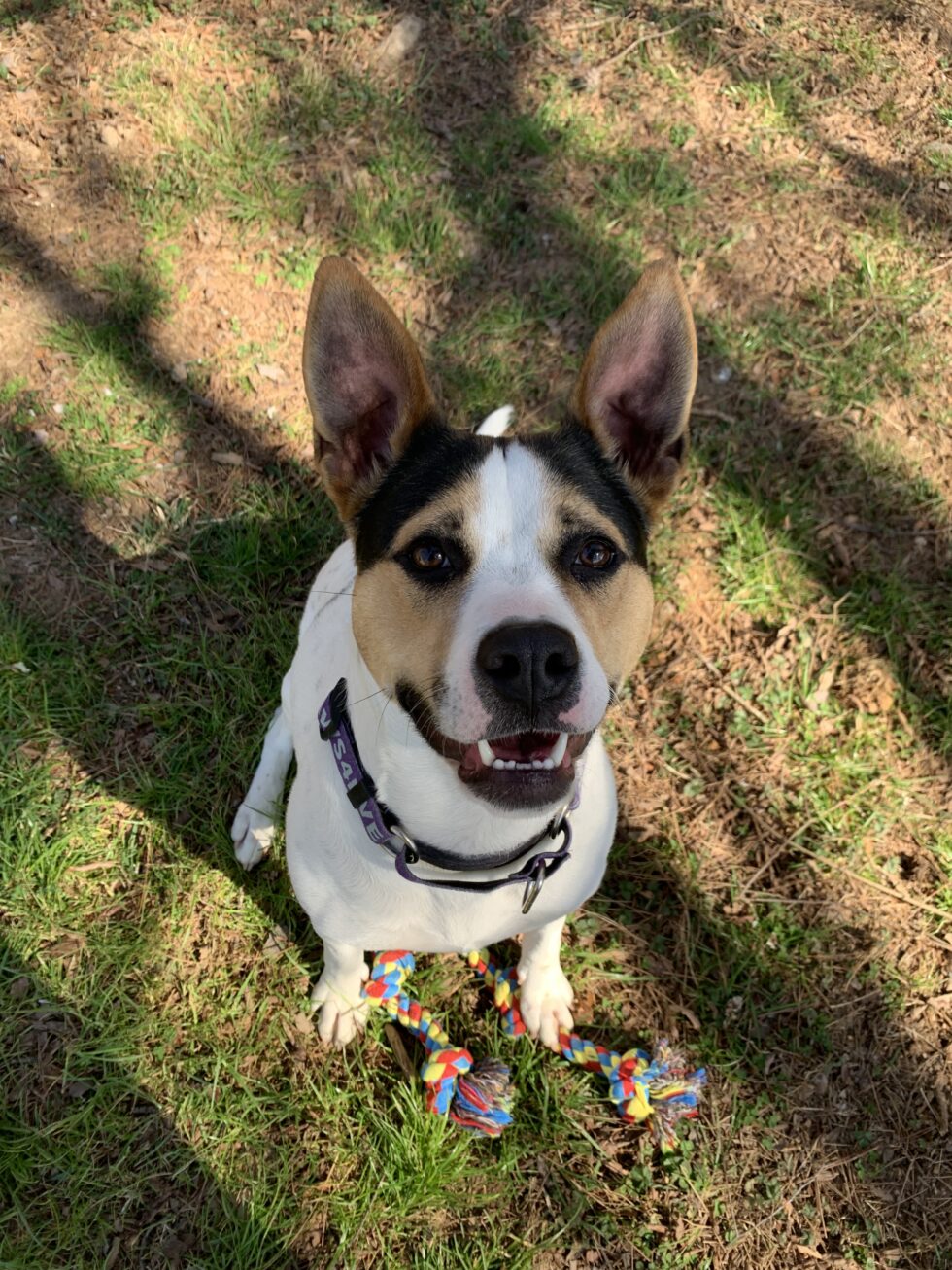 Meet Our Adoptable Pets | Paws4ever