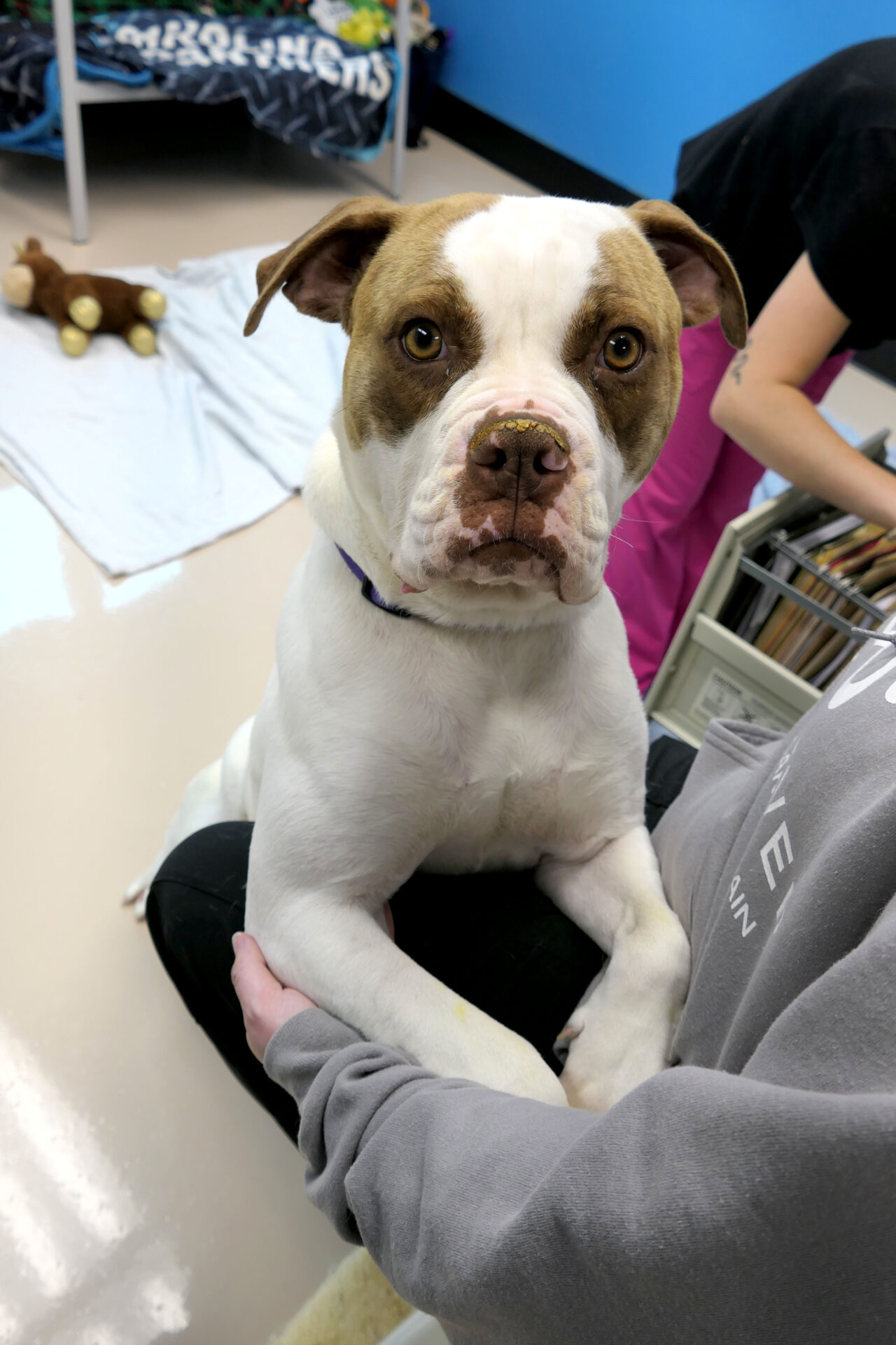 Meet Our Adoptable Pets | Paws4ever