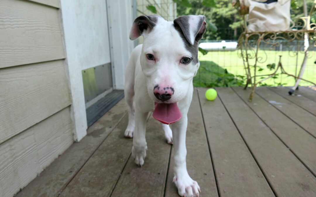 Lark 9_KS | Paws4ever