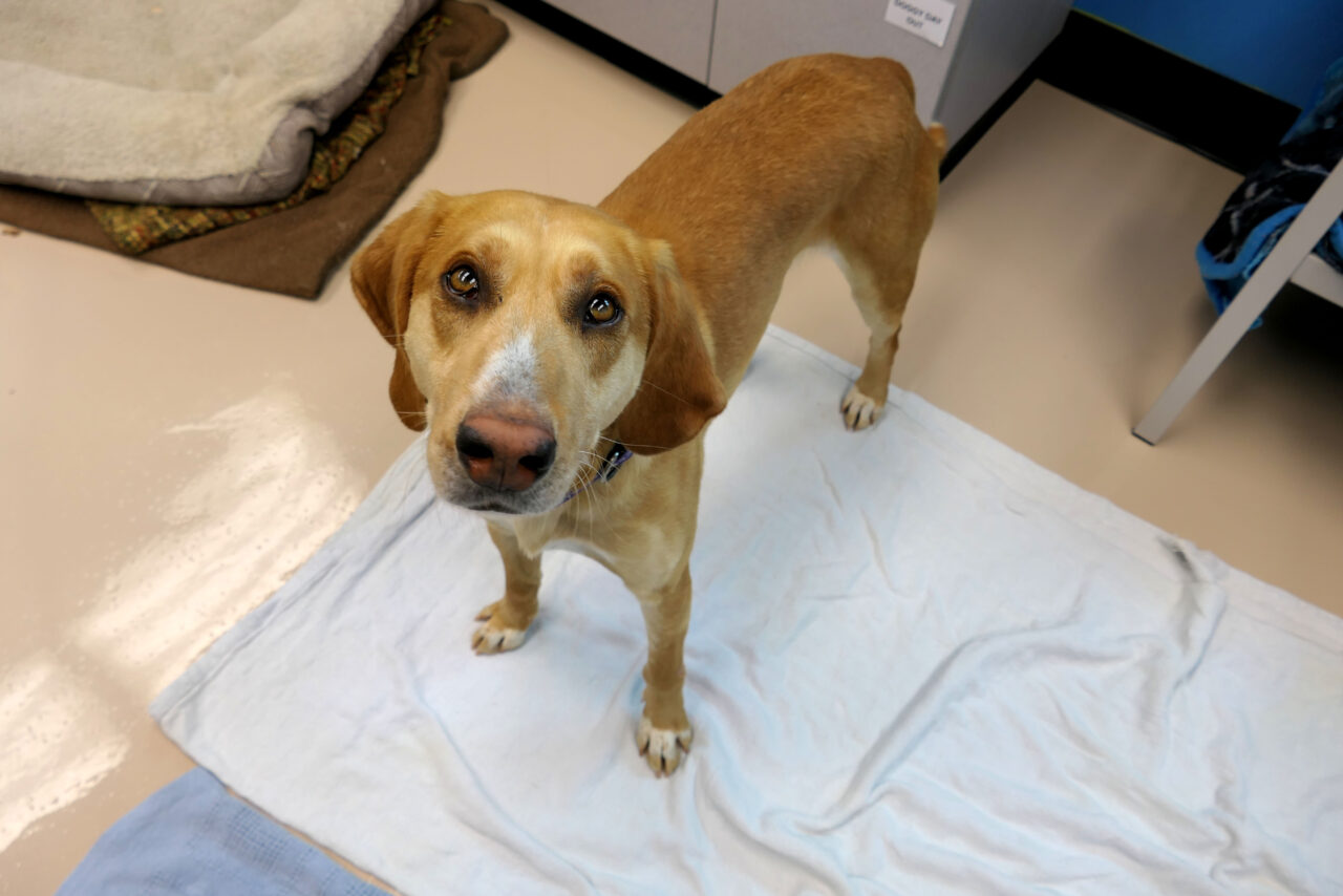 Meet Our Adoptable Pets | Paws4ever