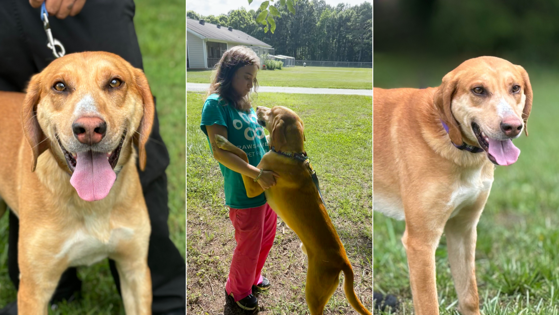 Will you help a dog like Rizzo today? | Paws4ever