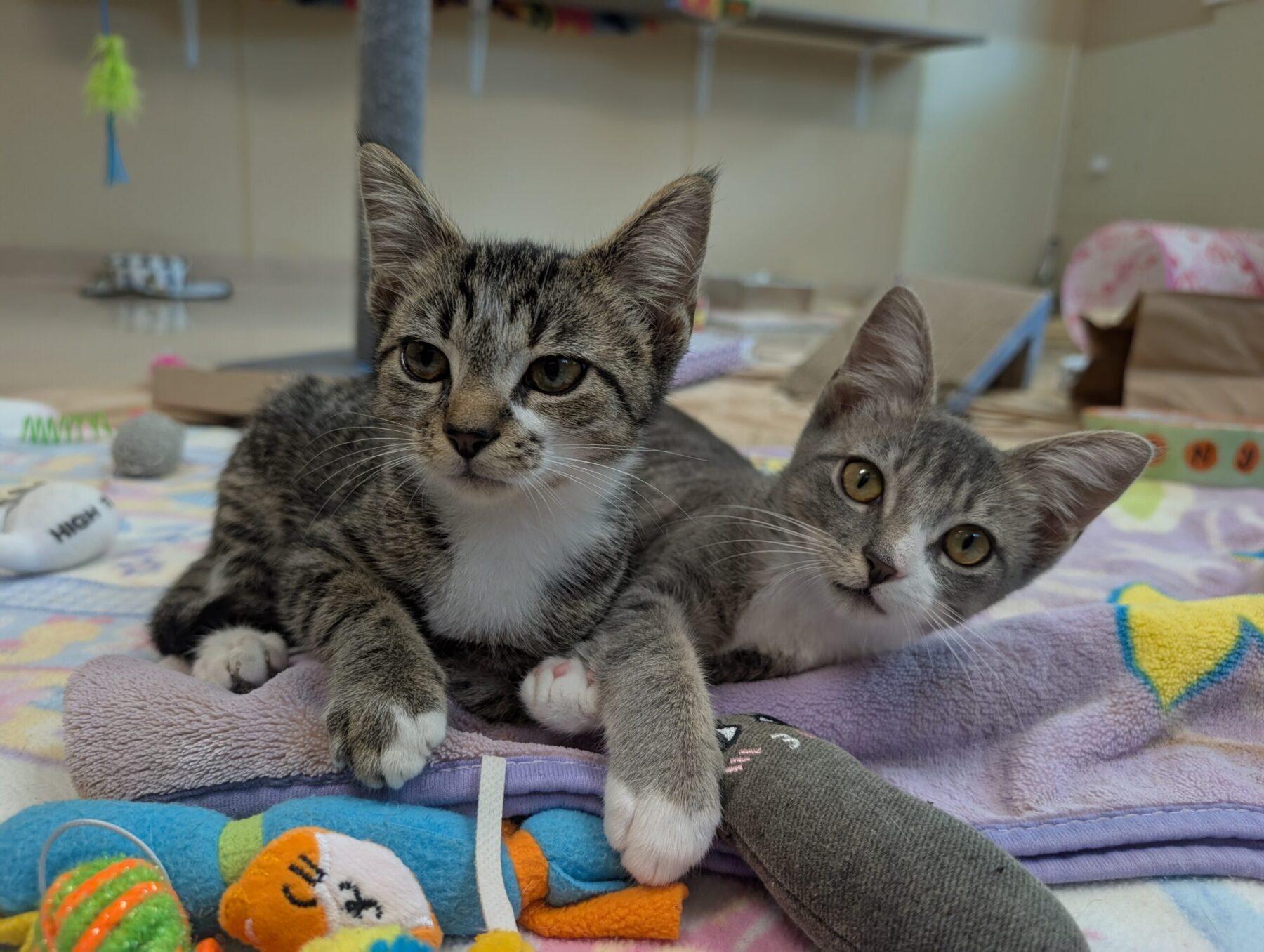 PXL_20250816_165010455 | Paws4ever