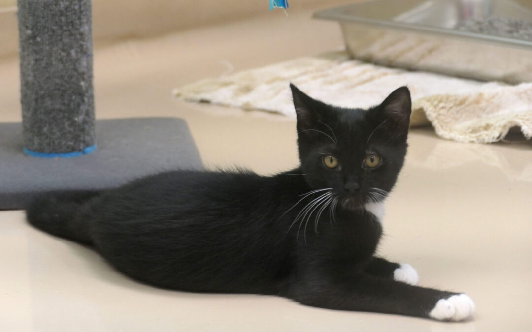 Zuko 6_KS | Paws4ever