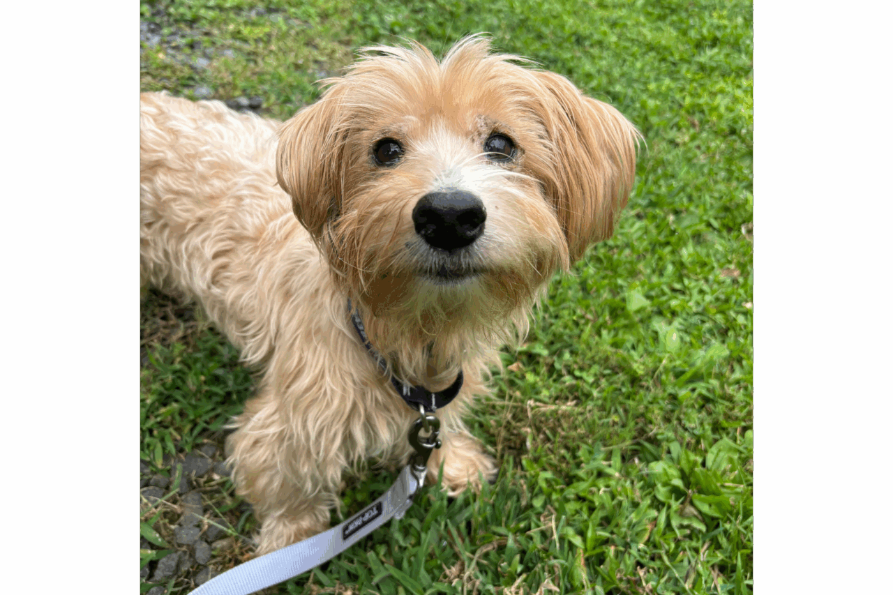 Meet Our Adoptable Pets | Paws4ever