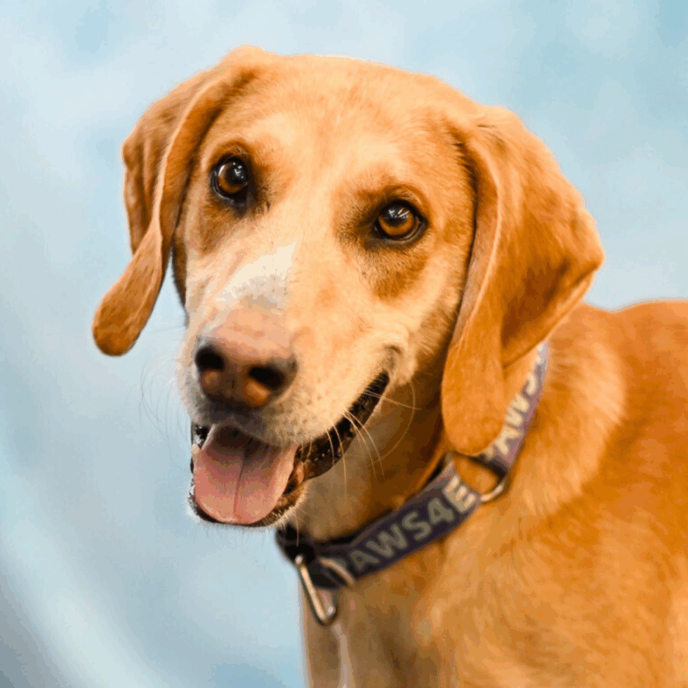 Meet Our Adoptable Pets | Paws4ever