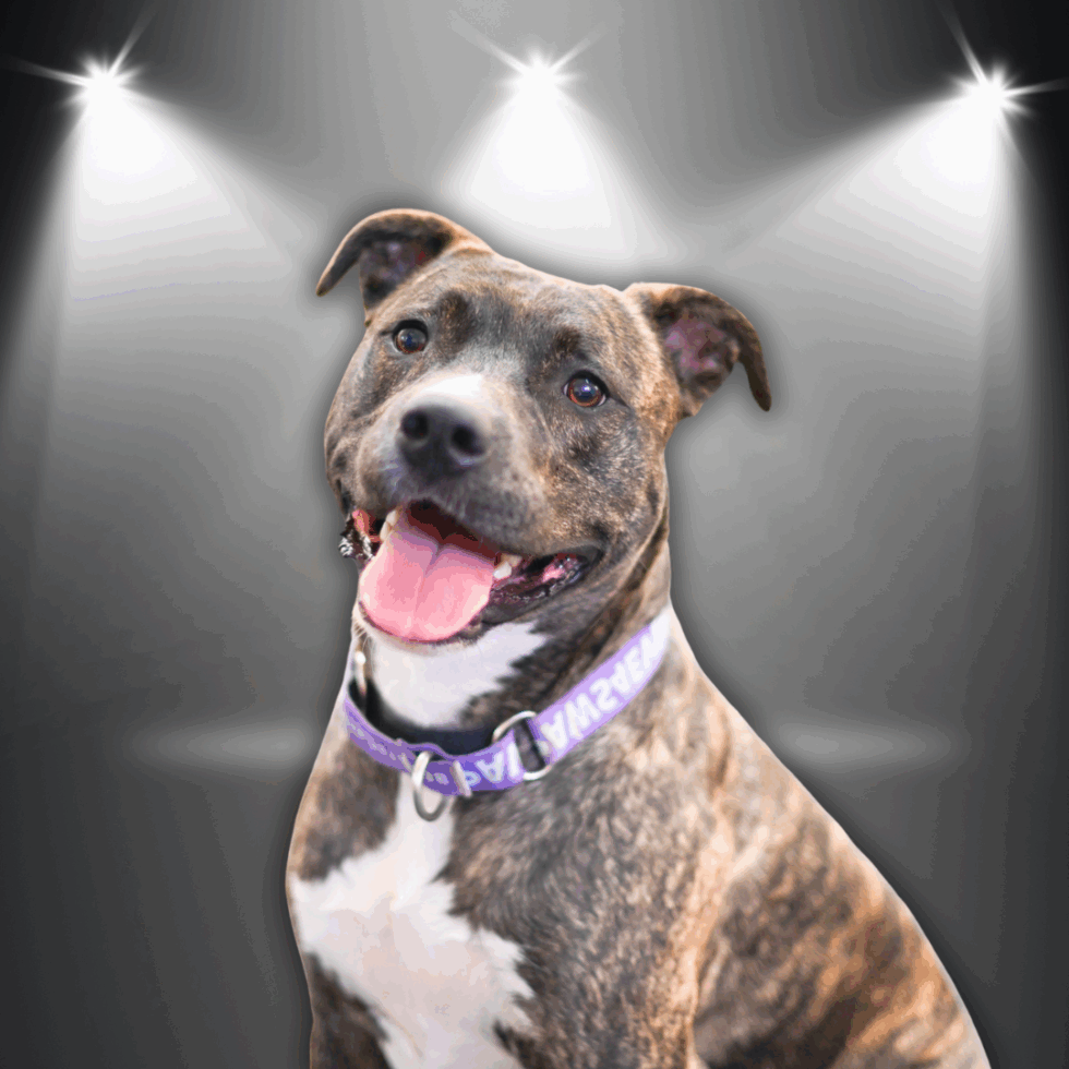 PAWditions | Paws4ever