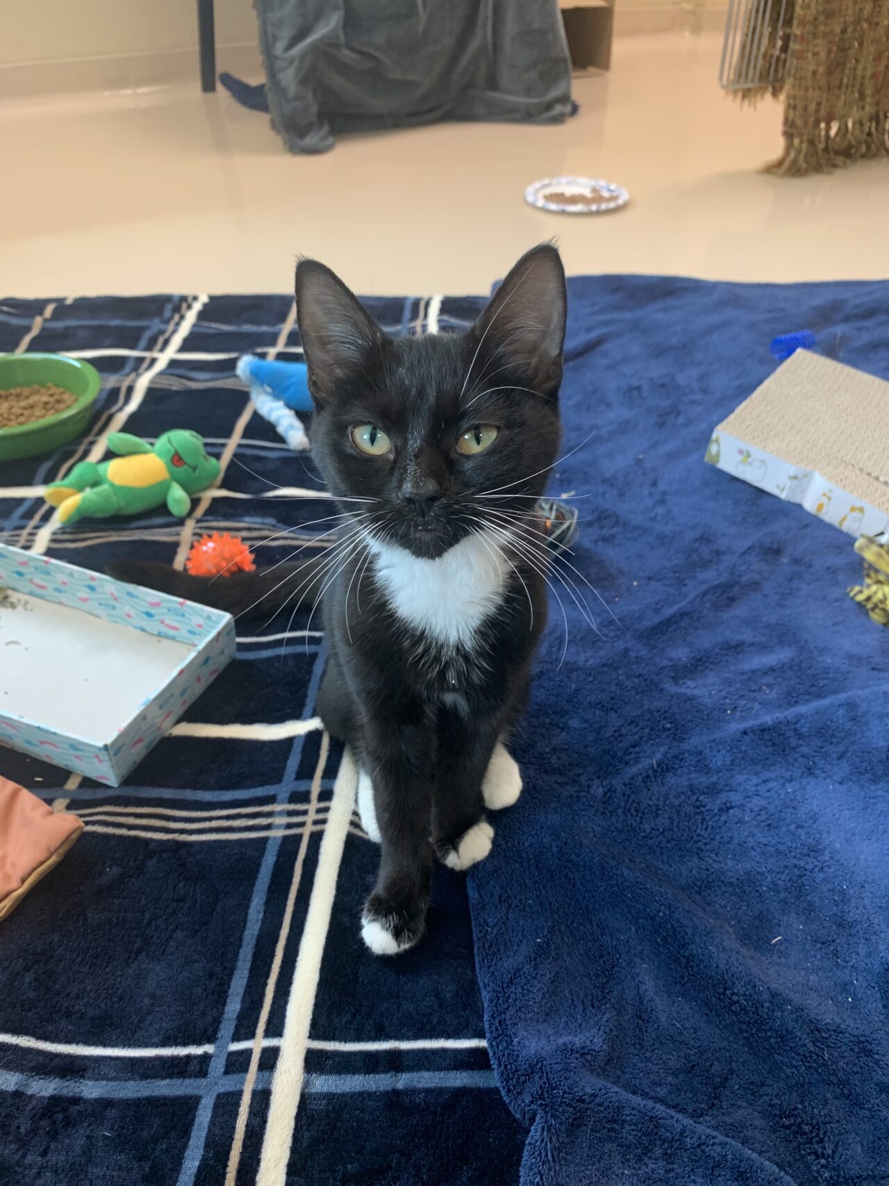 Meet Our Adoptable Pets | Paws4ever