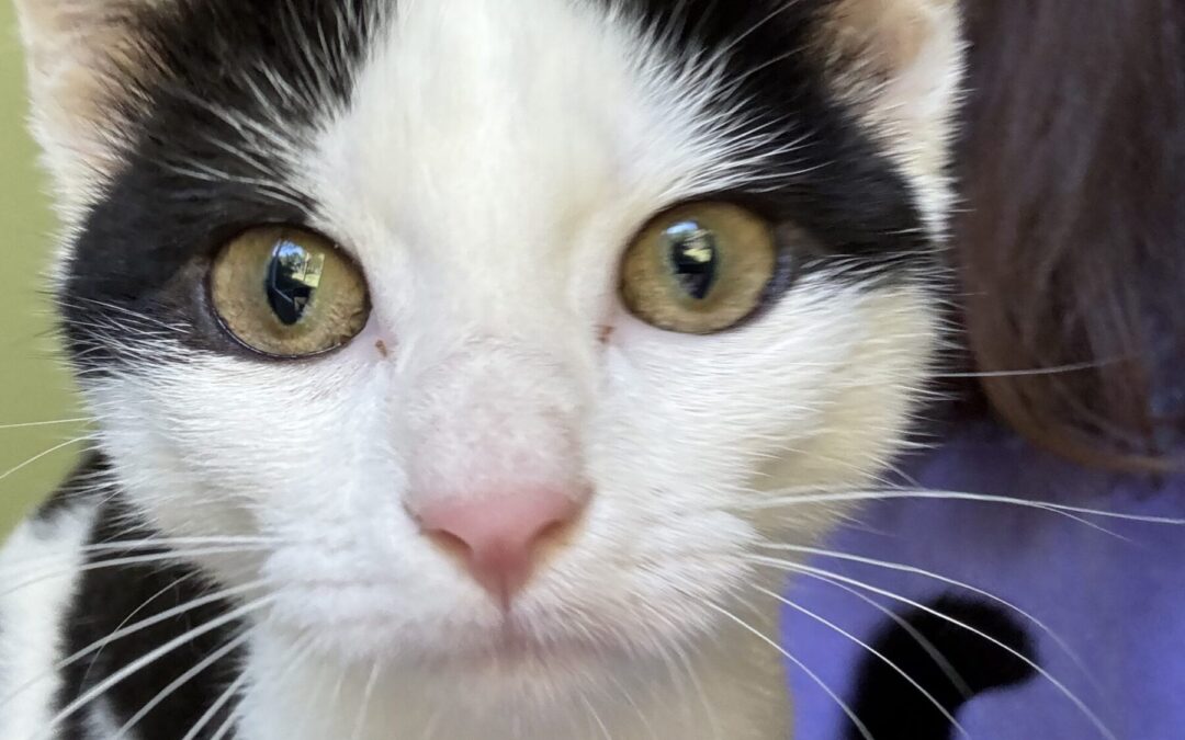 bravegirlcloseup | Paws4ever